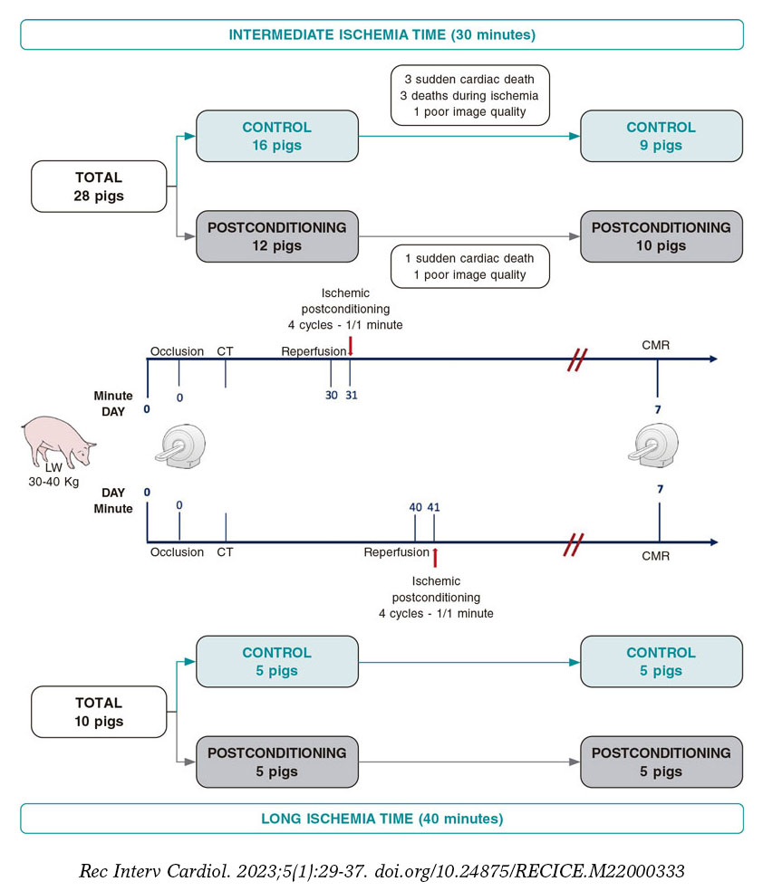 Ischemic postconditioning fails to reduce infarct size in pig models of intermediate and ...